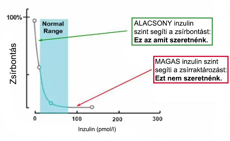 Mi az inzulin rezisztencia (IR)? - Irorvoslas